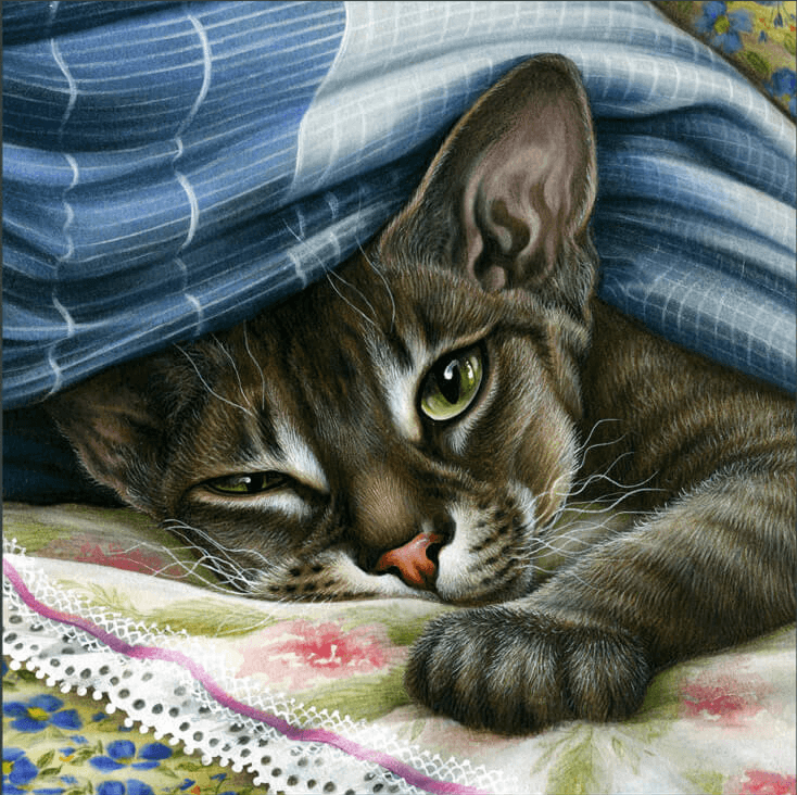 Catnap – Elizabeth's Studio